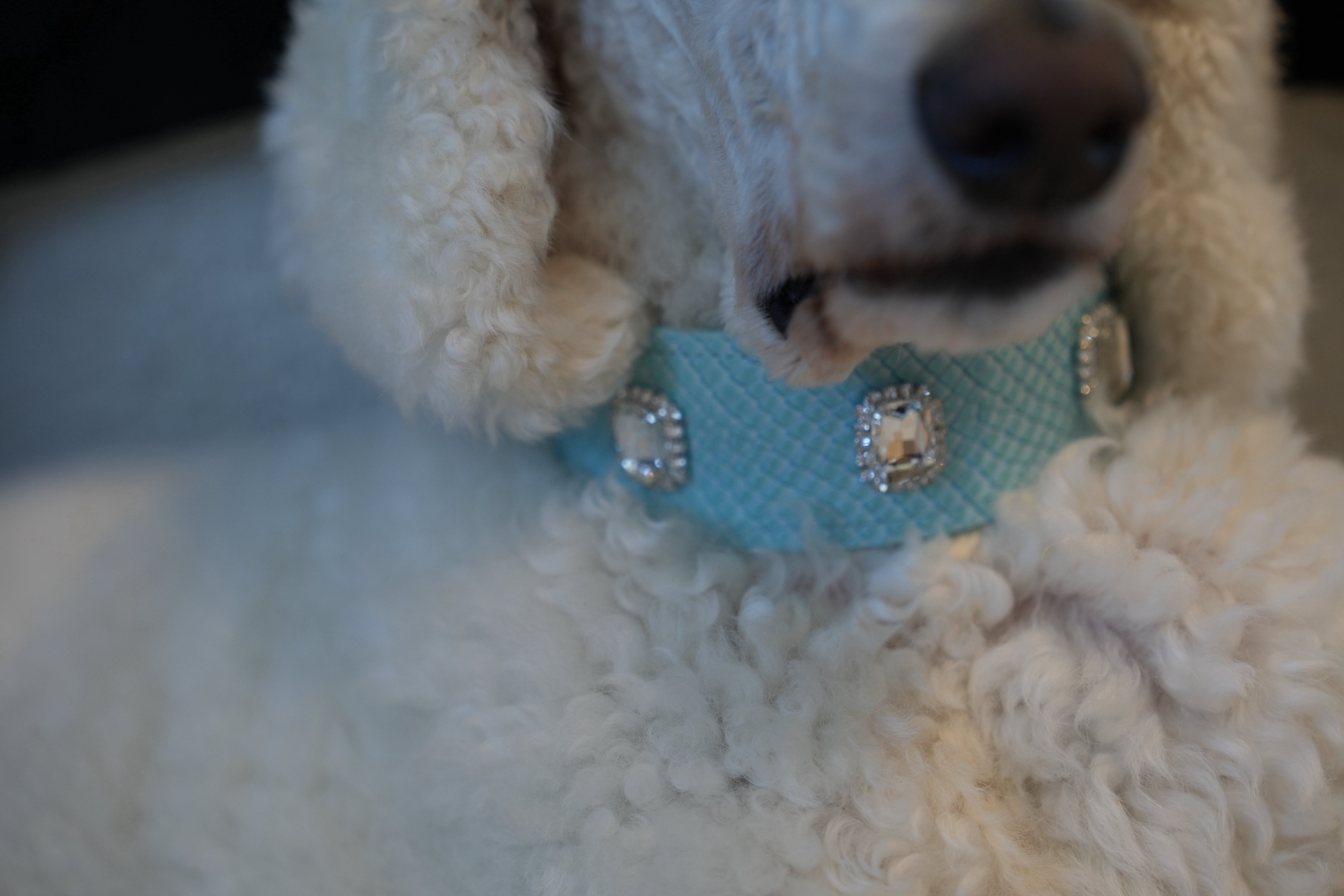 Explore the Elegance of Our Regalia Collection | Lux Paws Couture
